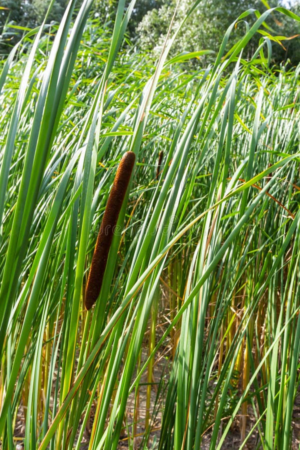 Typha Angustifolia. Close Up of Cattail, Water Plant Stock Image ...