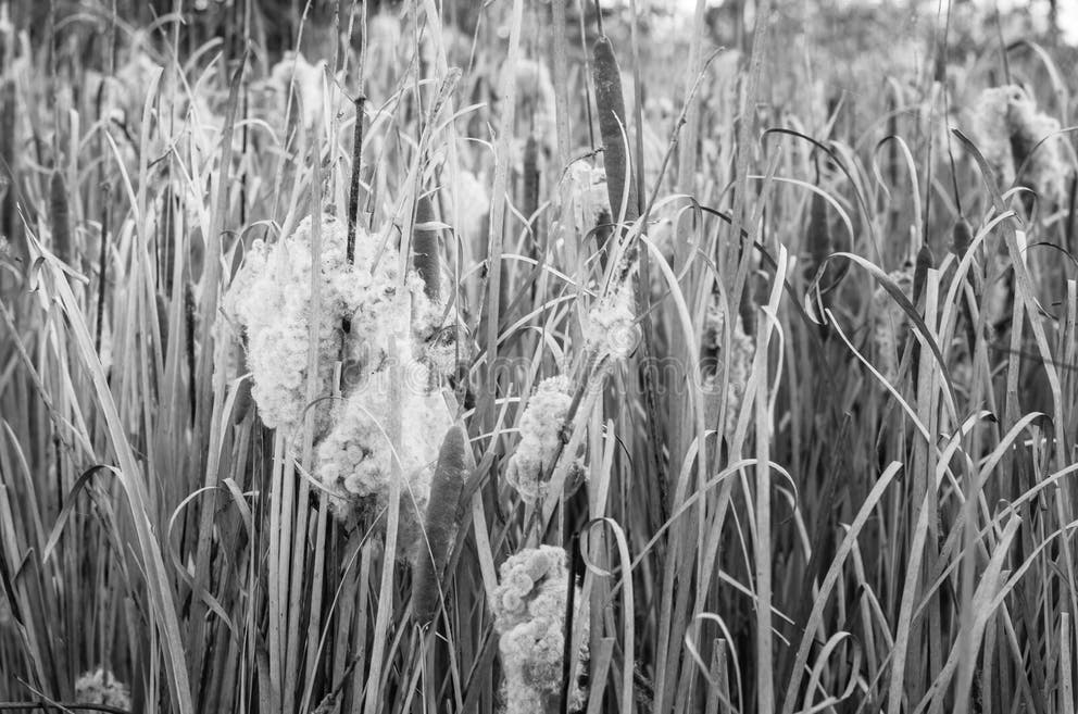 Typha Angustifolia in the Field of Nature Stock Image - Image of close ...