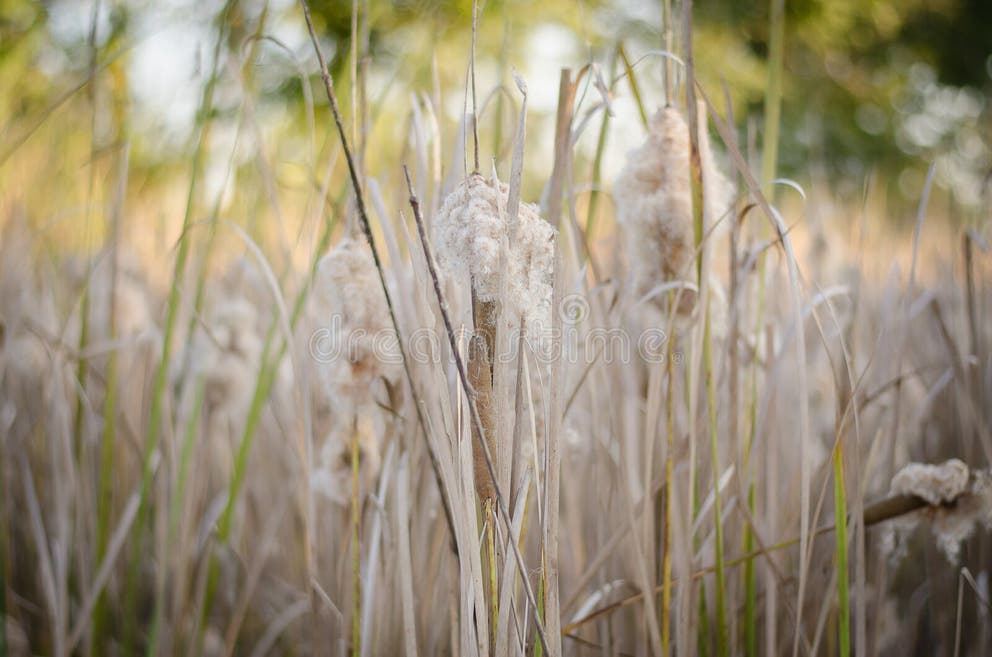 Typha Angustifolia in the Field of Nature Stock Image - Image of ...