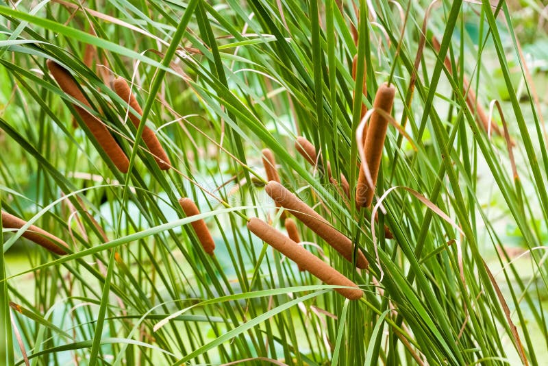 Typha angustifolia stock image. Image of bulrush, background - 45044423