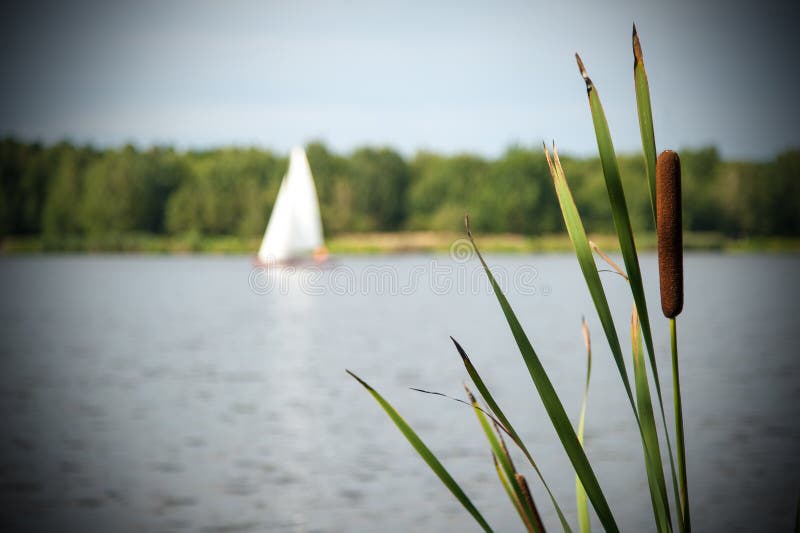 Typha Angustifolia Im Wasser in Einem See Mit Einem Boot Im Hintergrund ...