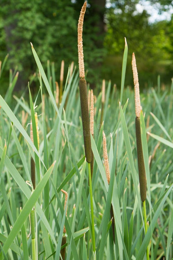 Typha angustifolia stock image. Image of garden, field - 95383647