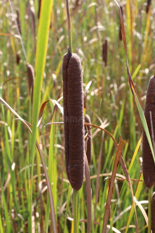 Typha Angustifolia, Typhaceae Stock Photo - Image of natural, typha ...
