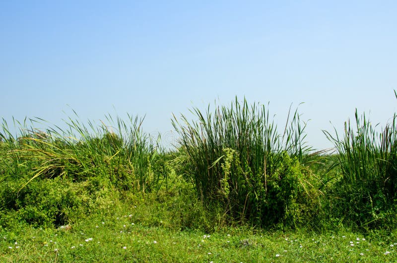 Typha angustifolia papyrus stock image. Image of group - 39469191