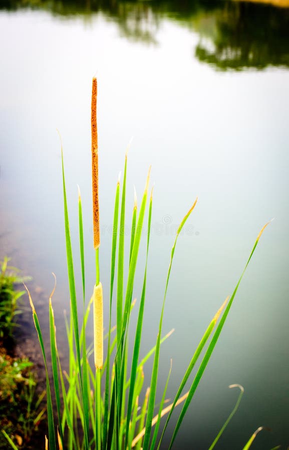 Typha angustifolia stock photo. Image of herb, leaf, green - 75398072
