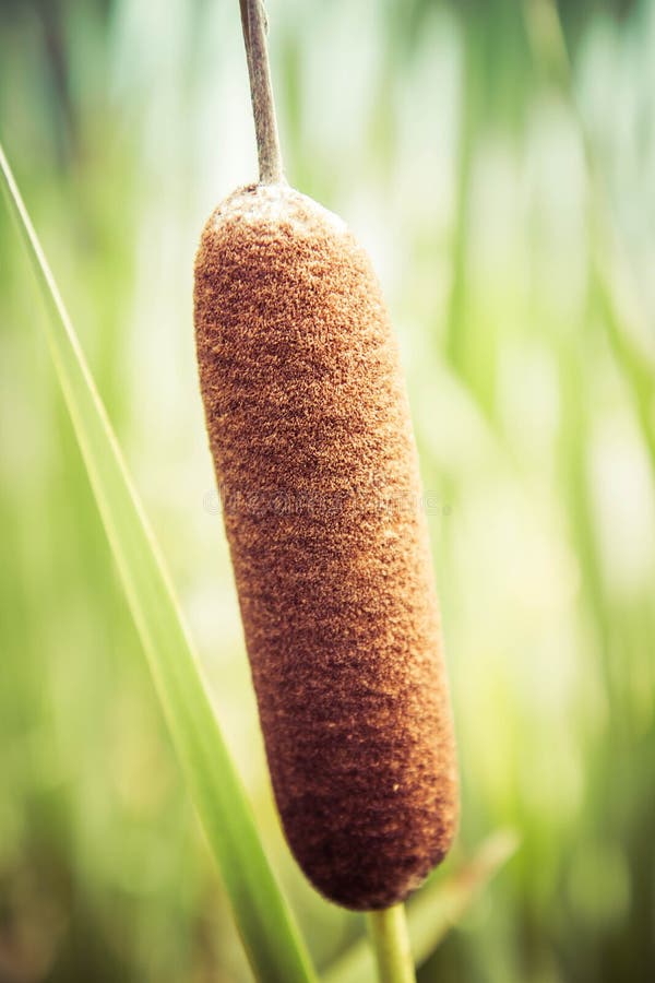 Typha stock photo. Image of beauty, garden, cloud, botany - 98011788