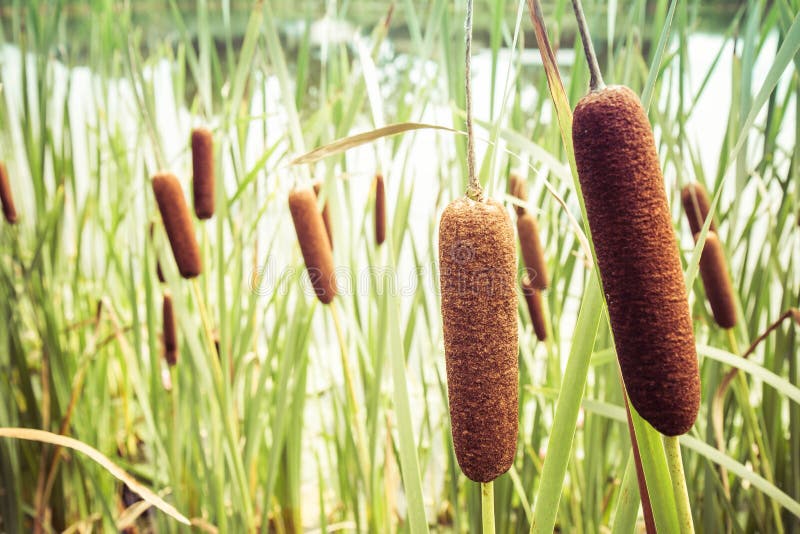 Typha Bulrush or Cattail Spikes Stock Image - Image of beauty, cloud ...