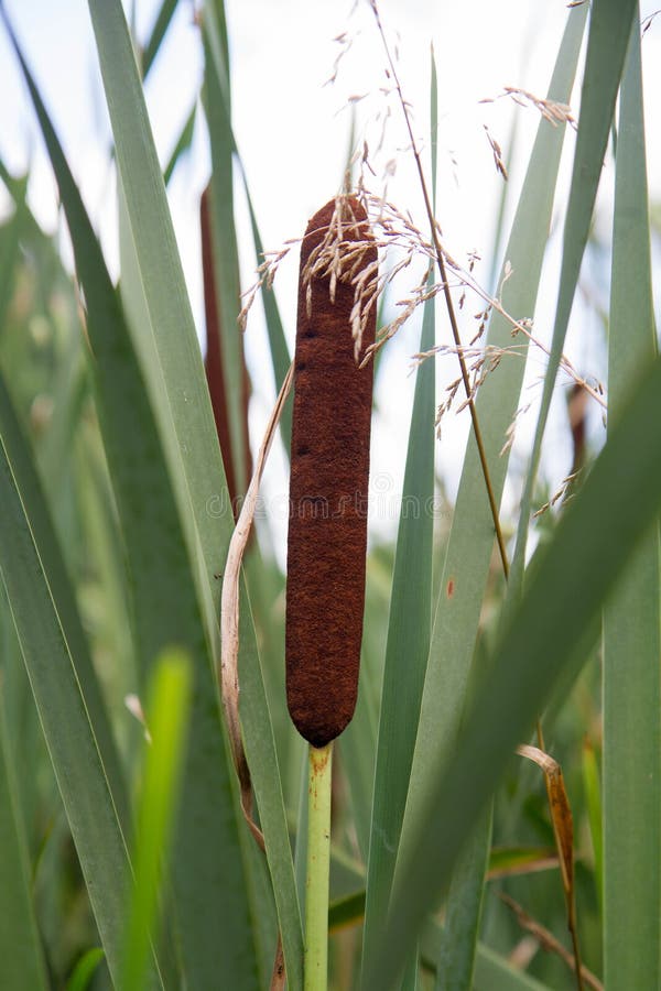 The Typha Bulrush or Cattail Stock Photo - Image of macro, beauty ...