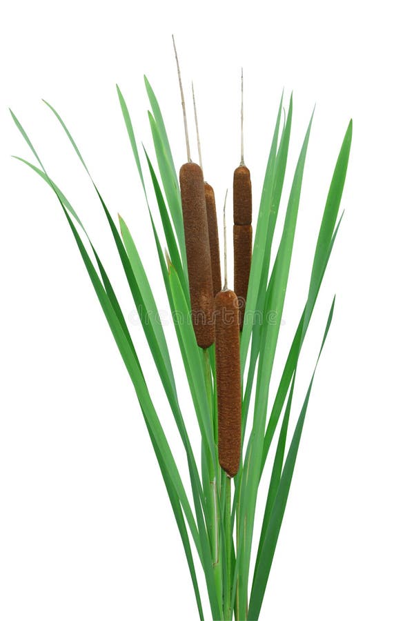 Typha Cattail, or Pond Reed Stock Photo - Image of leaf, background ...