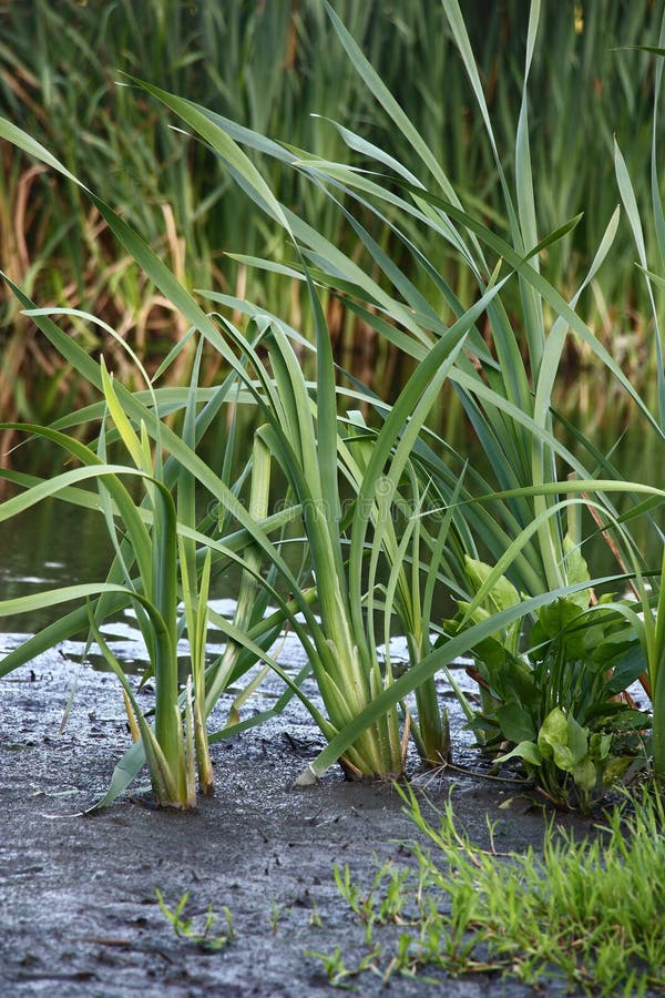 Typha at channels. stock image. Image of flora, coast - 112094335
