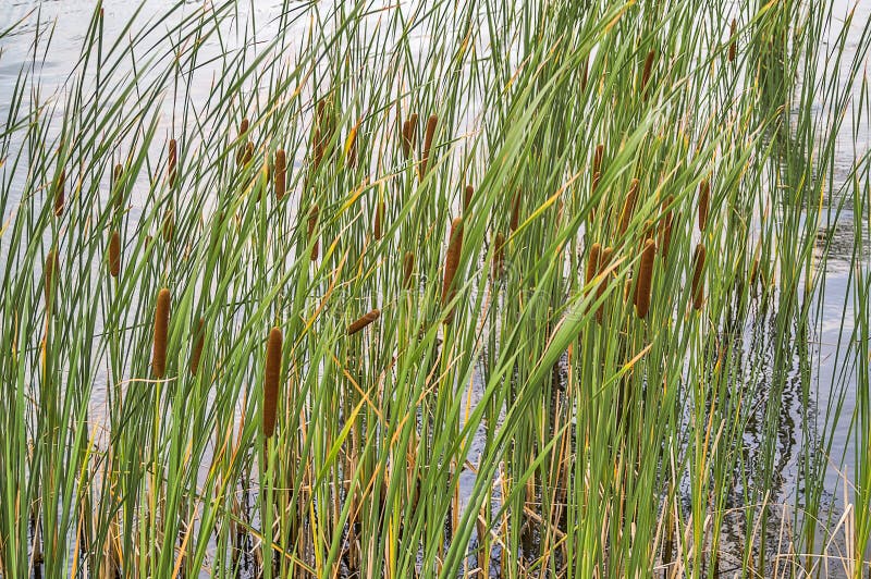 Especie De La Typha De Planta Conocida Como Espadaña, Gladio, El Enea O ...