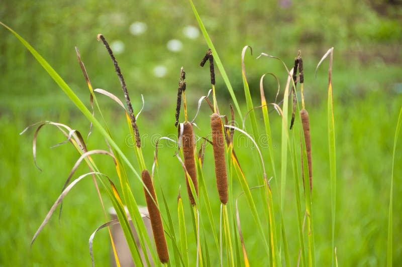Typha latifolia, Cattail stock image. Image of bullrush - 4151273