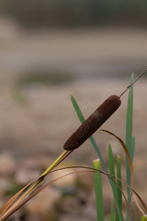 Typha stock image. Image of broadleaf, plant, calm, outdoor - 80884173