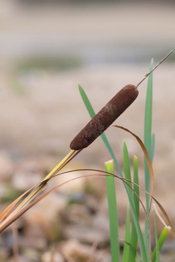 Typha stock image. Image of morning, grass, plant, broadleaf - 80884409