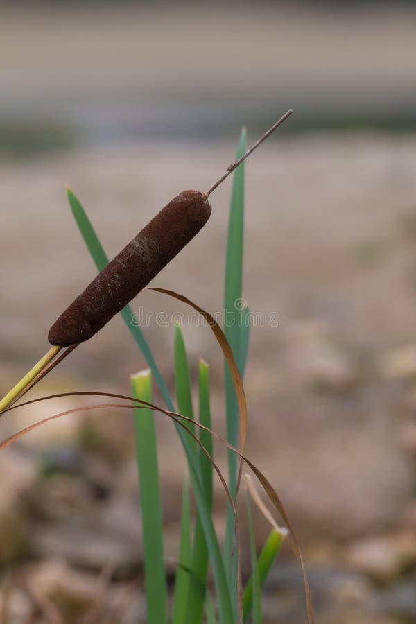 Typha stock photo. Image of typha, environment, scenic - 80884956
