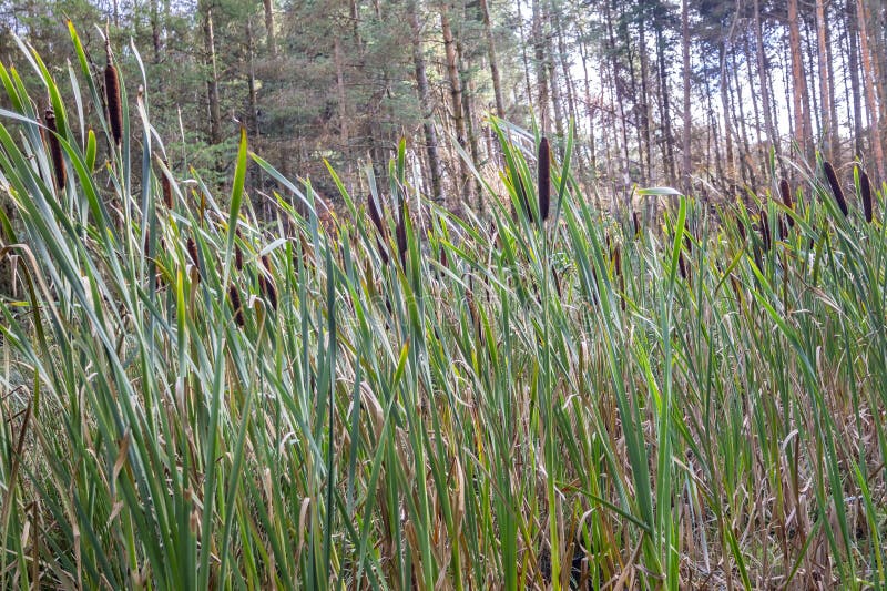 Typha Latifolia, Called Bullrush, Growing in Ireland Stock Image ...