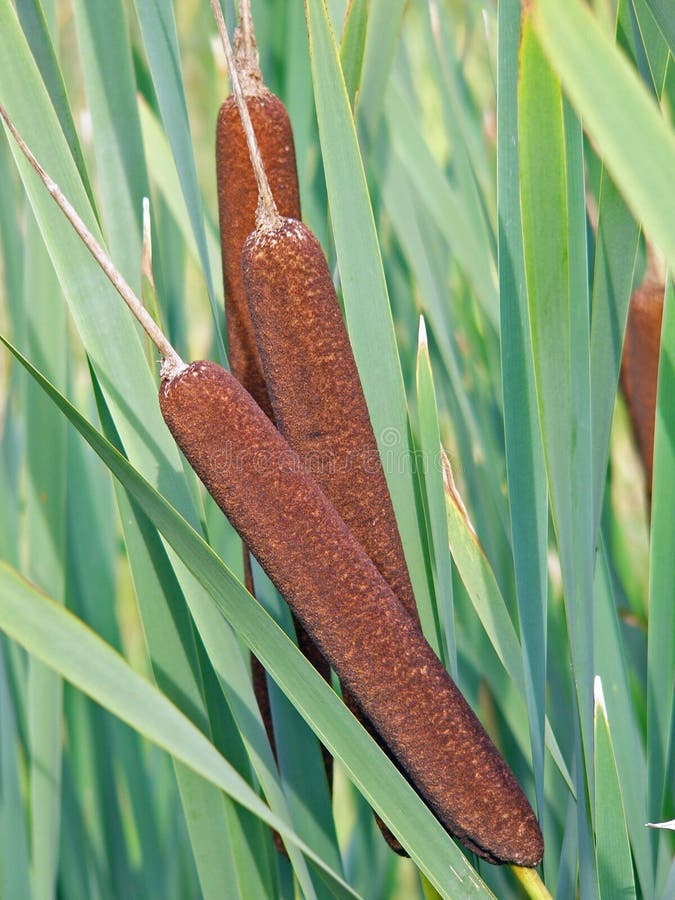 Typha latifolia, Cattail stock photo. Image of marshland - 4151252