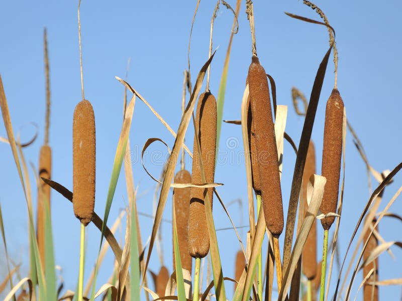 Cattails stock photo. Image of flora, flower, close, plant - 10706440