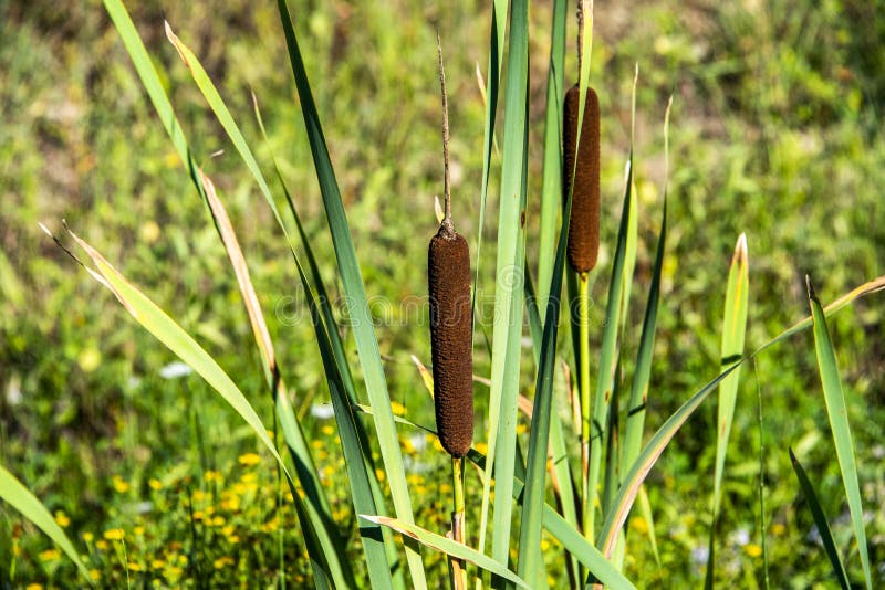 Typha Latifolia Seed Head, Finland Stock Photo - Image of typha, rush ...