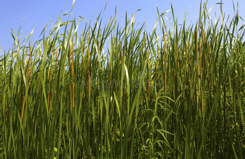 Typha Latifolia, Common Bulrush Stock Image - Image of brown, green ...