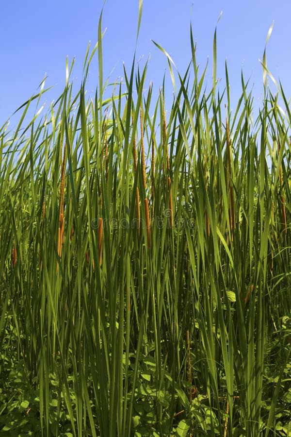 Typha Latifolia, Common Bulrush Stock Image - Image of brown, green ...