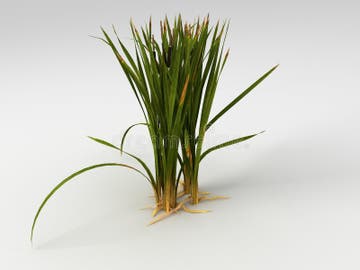 Typha Stock Illustrations – 662 Typha Stock Illustrations, Vectors ...