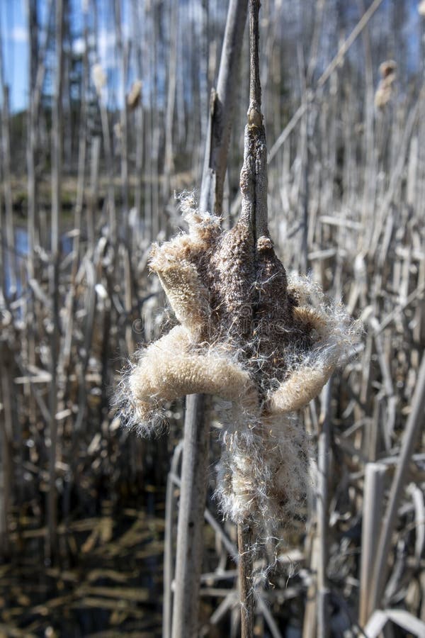 Typha Latifolia Seed Head, Finland Stock Photo - Image of plant ...