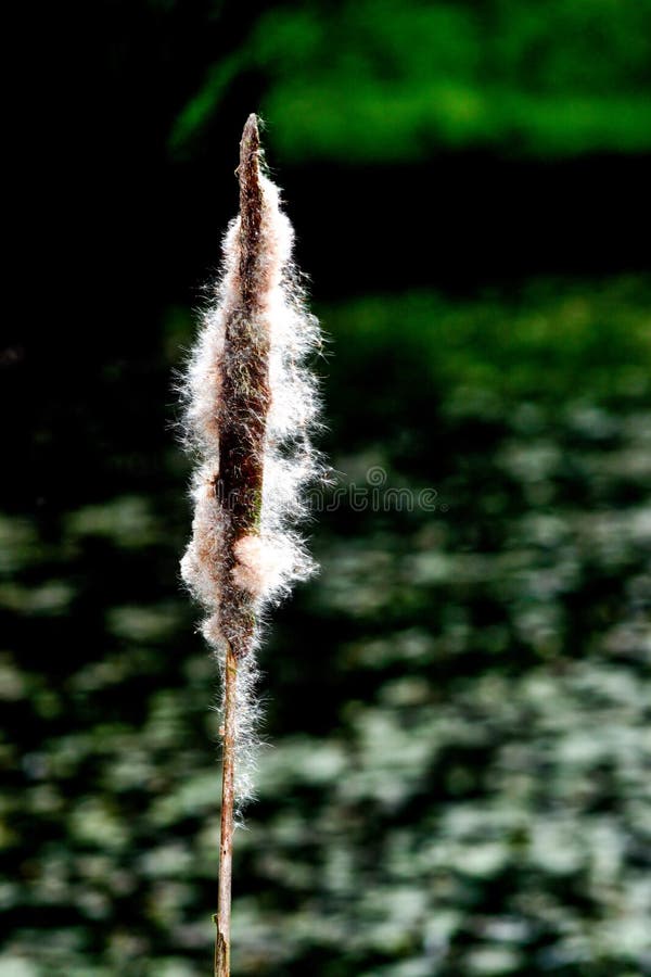 Typha Latifolia Seed Head, Finland Stock Photo - Image of plant ...