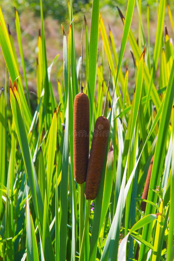 Typha stock photo. Image of typhaceae, flora, river, flowering - 46129808