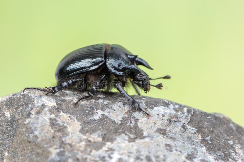 Typhoeus de Typhaeus imagem de stock. Imagem de esterco - 30732209
