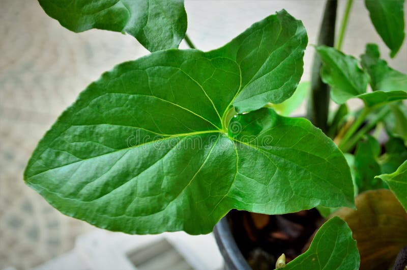 Typhonium Roxburghii Stock Photos - Free & Royalty-Free Stock Photos ...