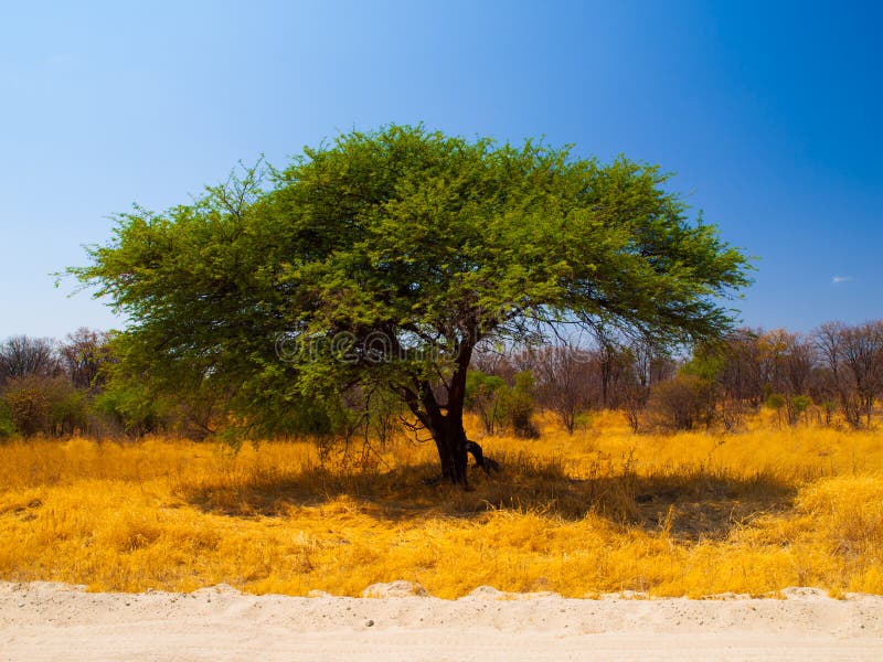 Typical African Acacia Tree Stock Photo - Image: 35671810