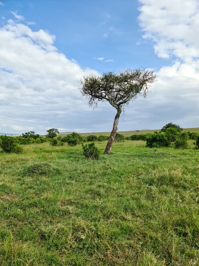 Typical African Trees in the Savannah of the Masai Mara Park in Kenya ...