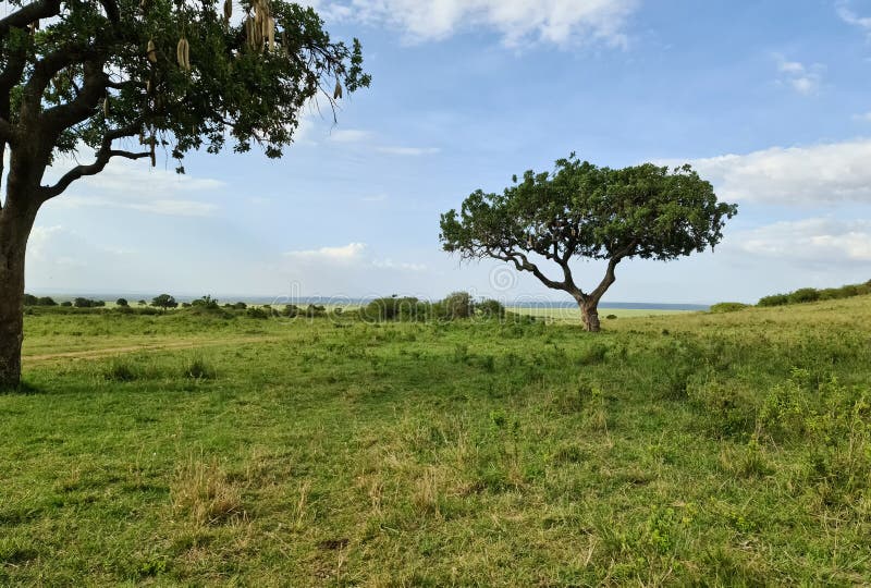 Typical African Trees in the Savannah of the Masai Mara Park in Kenya ...