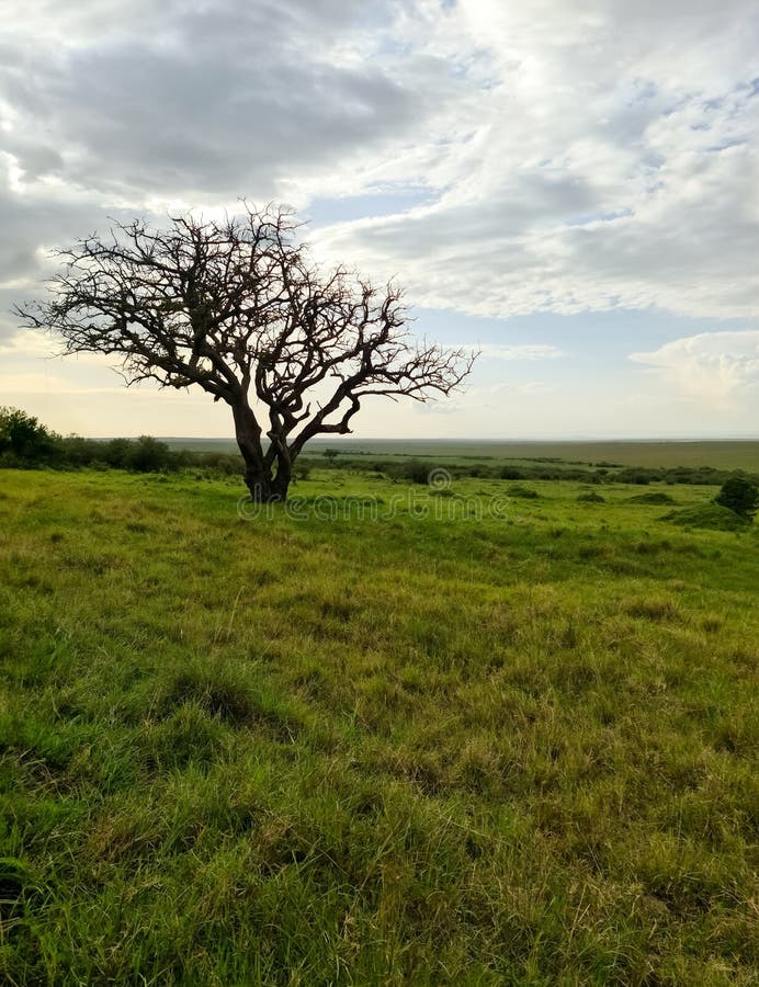 Typical African Trees in the Savannah of the Masai Mara Park in Kenya ...