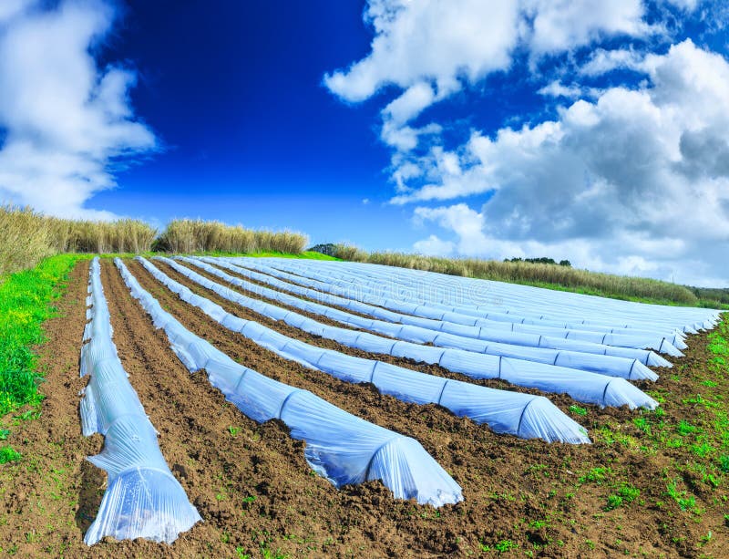 A Typical Agriculture Technology of Early Spring Cultivation of Stock ...
