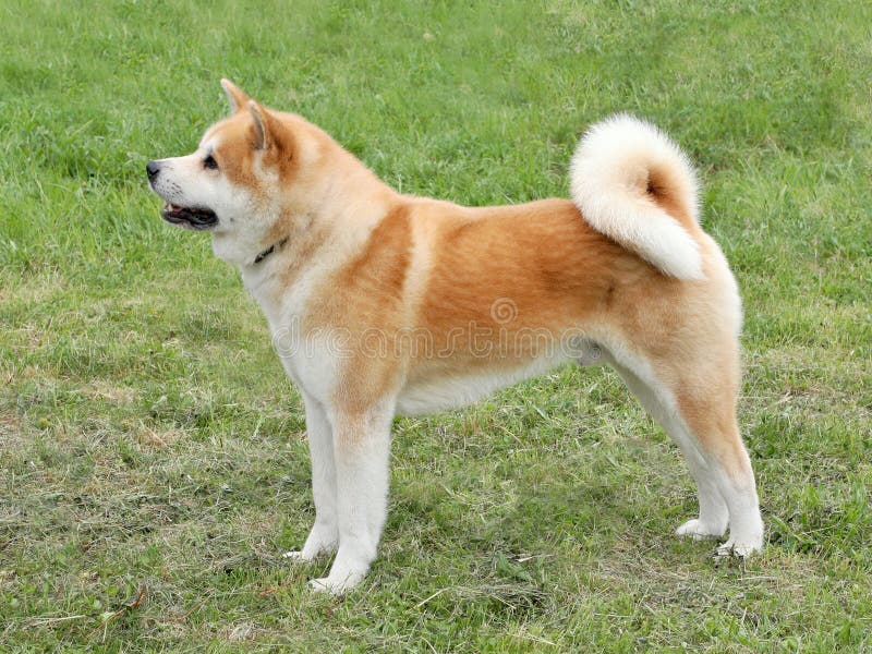 Typical Akita Dog on a Green Grass Lawn Stock Image - Image of akita ...