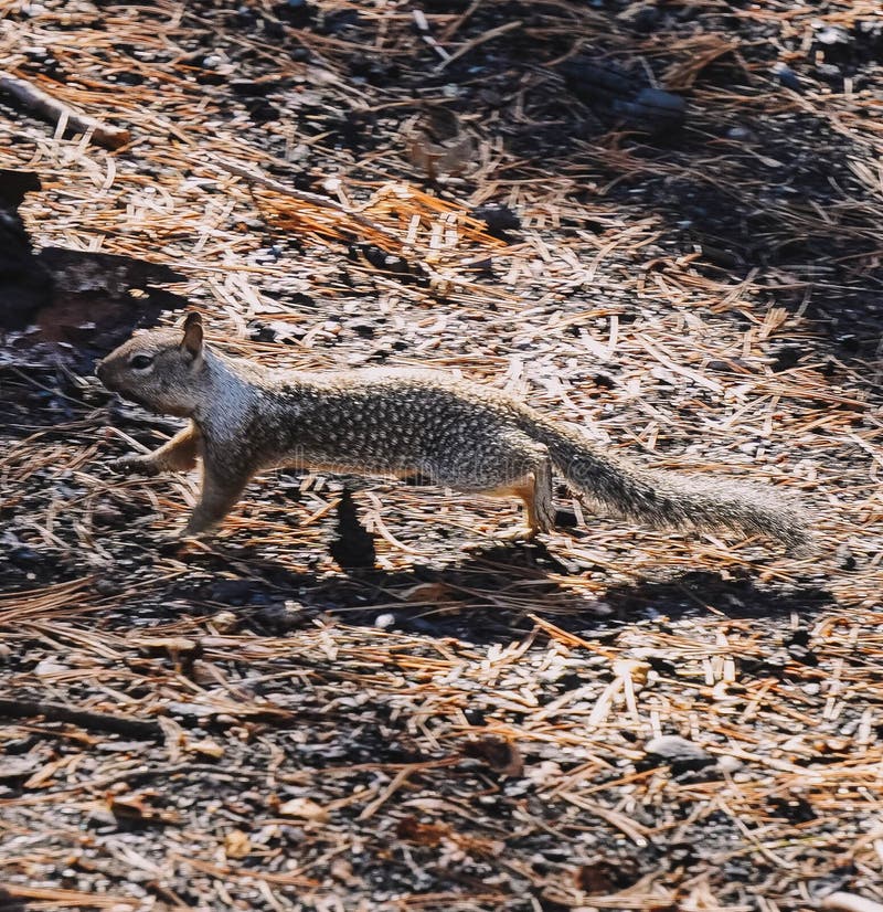 Typical American Squirrel in Yosemite Park Stock Photo - Image of ...