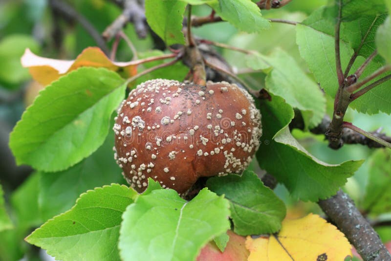 Typical Apple Tree Monilinia Fructigena Stock Image - Image of ...