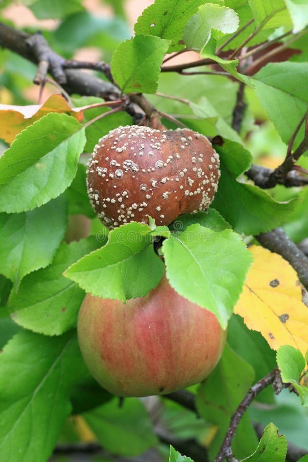 Typical Apple Tree Monilinia Fructigena Stock Photo - Image of brown ...