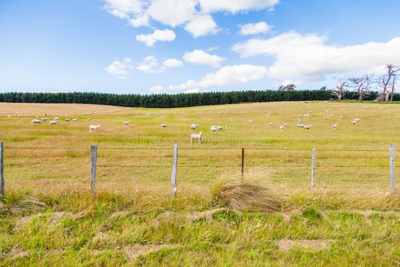 Typical Australian Paddock With Sheep Stock Image - Image: 39048969