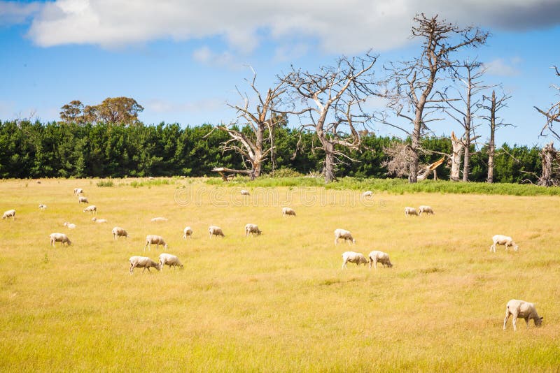 Typical Australian Paddock with Sheep Stock Image - Image of fresh ...