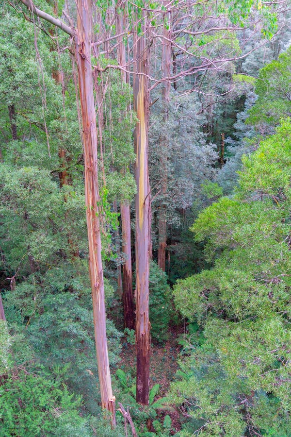 Australian Rainforest In The North Of Australia Near Cairns With Green ...