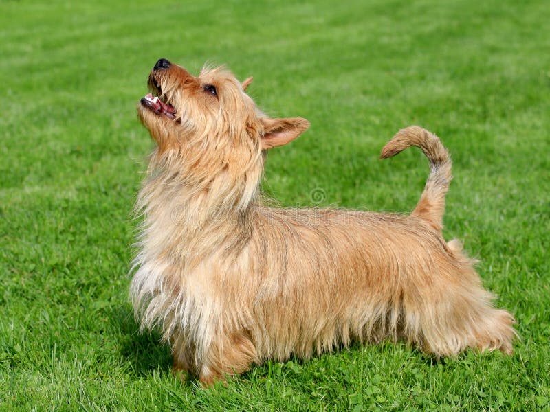 Australian Silky Terrier stock image. Image of brown - 26467641