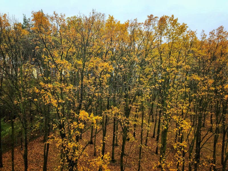 Typical autumn atmosphere stock photo. Image of yellow - 103397948