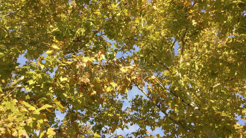 Typical autumn leaf scene stock image. Image of fruit - 101485989