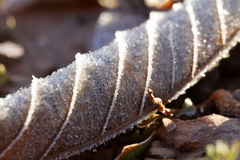 Typical autumn leaf scene stock photo. Image of autumn - 101529128