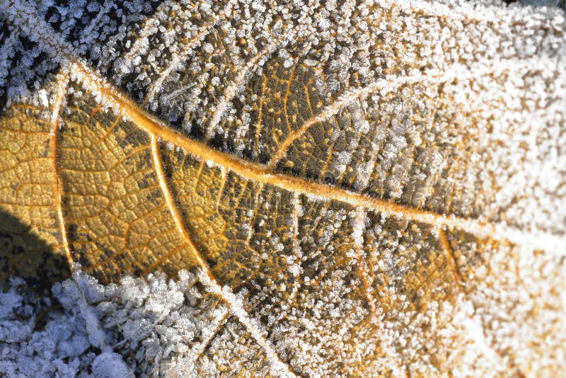 Typical autumn leaf scene stock image. Image of leaf - 101534107