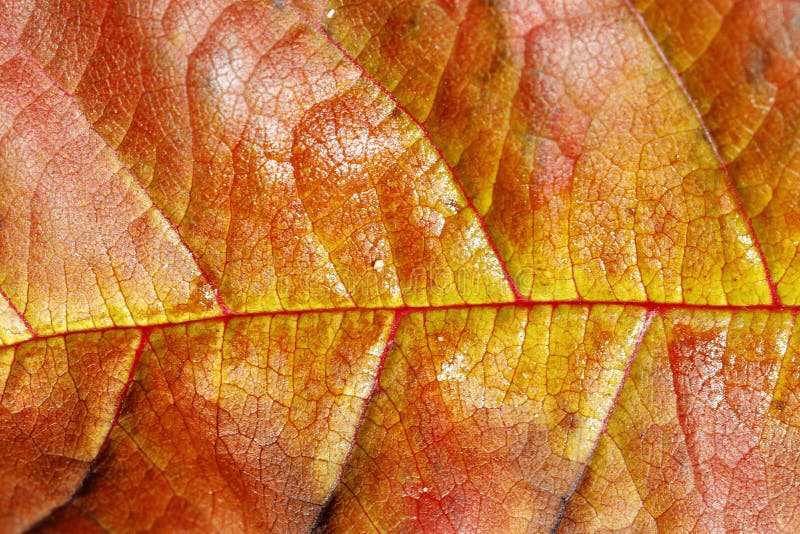 Typical autumn leaf scene stock photo. Image of fruit - 101534888
