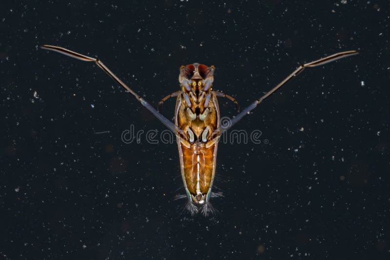 Typical Backswimmer Insect stock photo. Image of swimming - 226437120